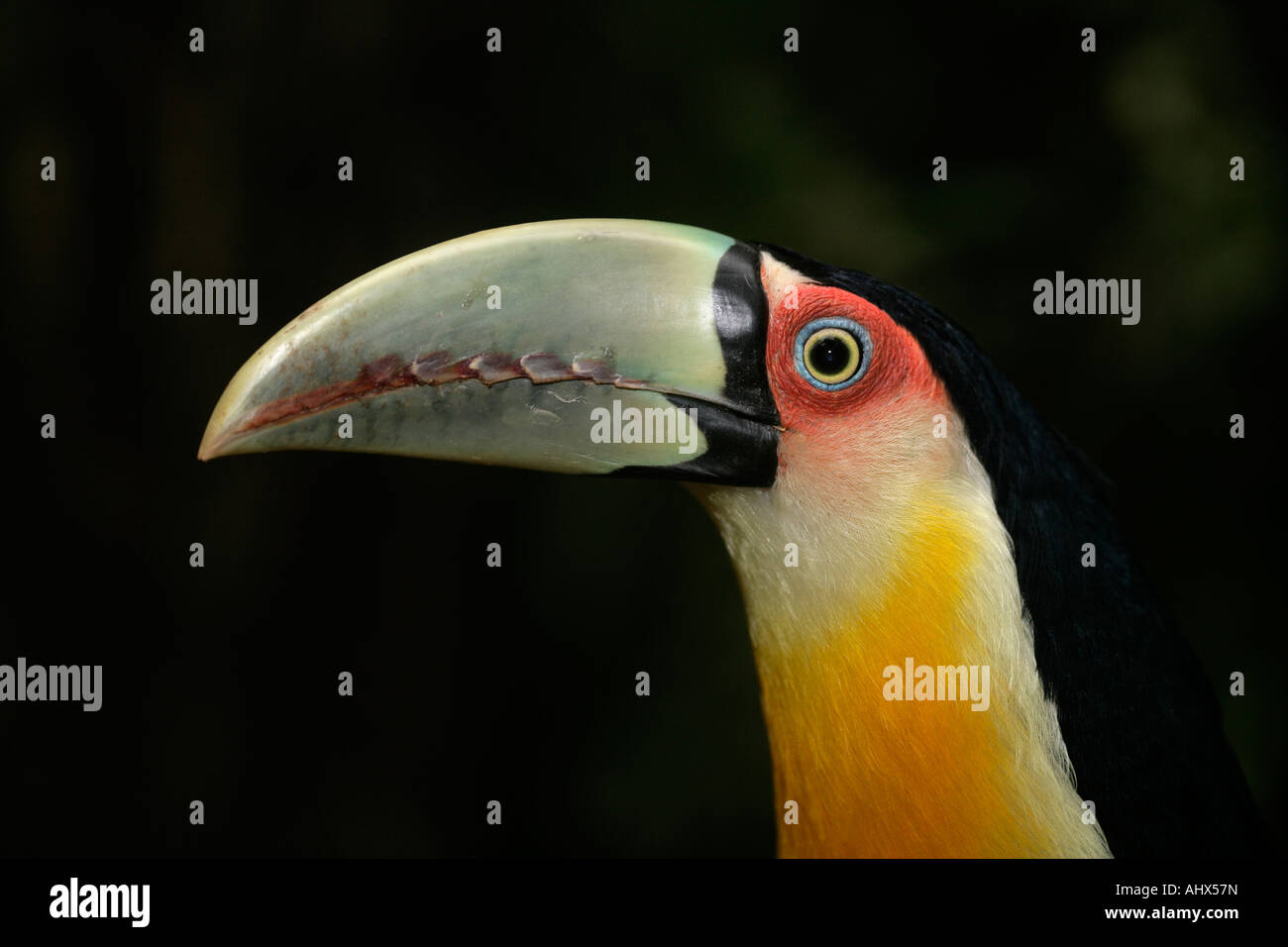 Red breasted toucan hi-res stock photography and images - Alamy