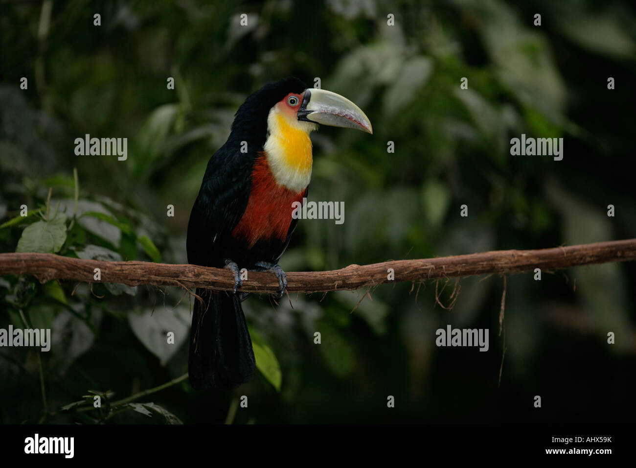 Red breasted toucan hi-res stock photography and images - Alamy