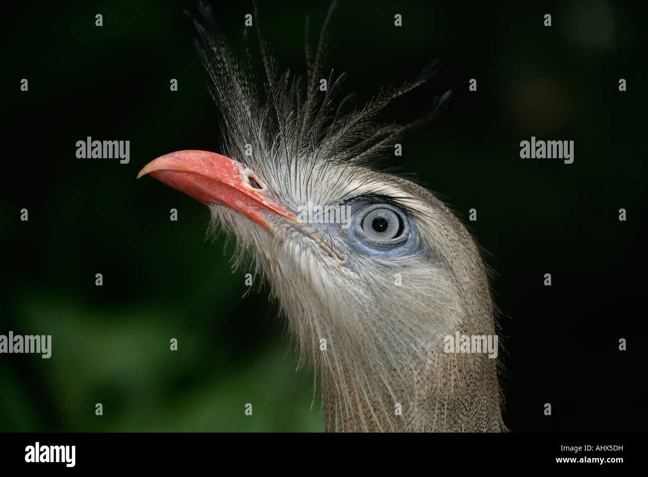 Red legged seriema Cariama cristata Brazil Stock Photo - Alamy