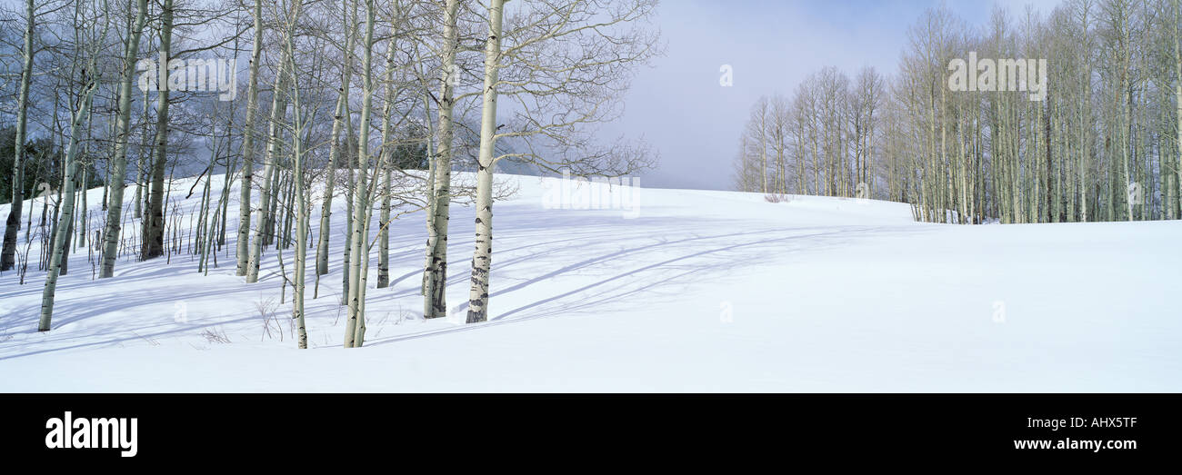 Winter snow in trees colorado hi-res stock photography and images - Alamy