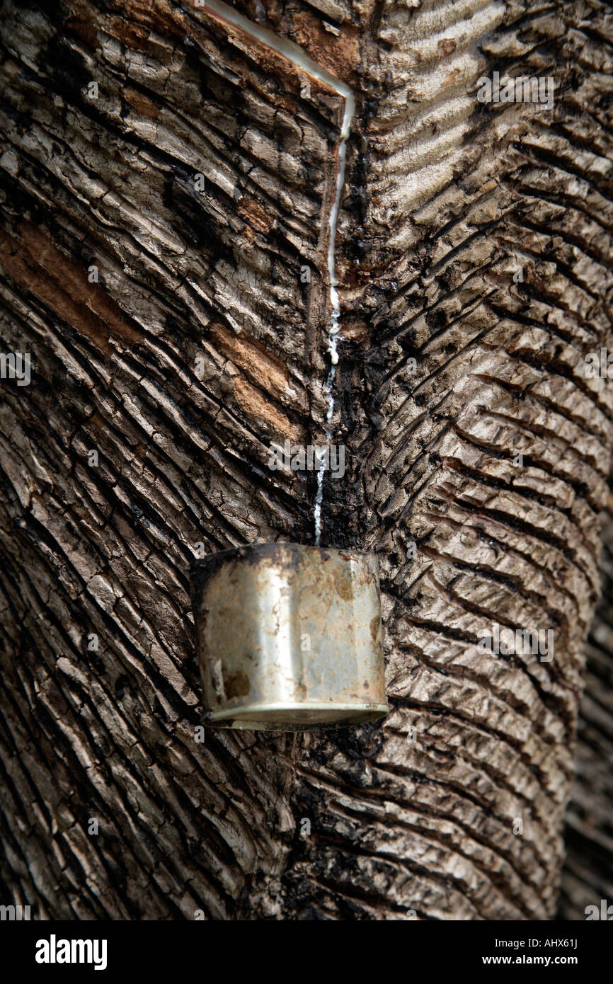 Collecting rubber from tree Brazil Stock Photo - Alamy