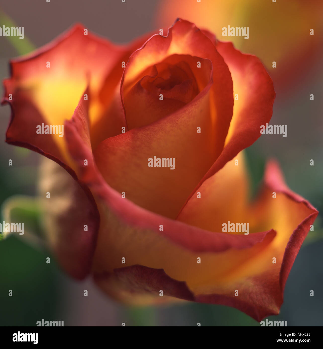 Yellow rose with red rims Rosa Stock Photo - Alamy