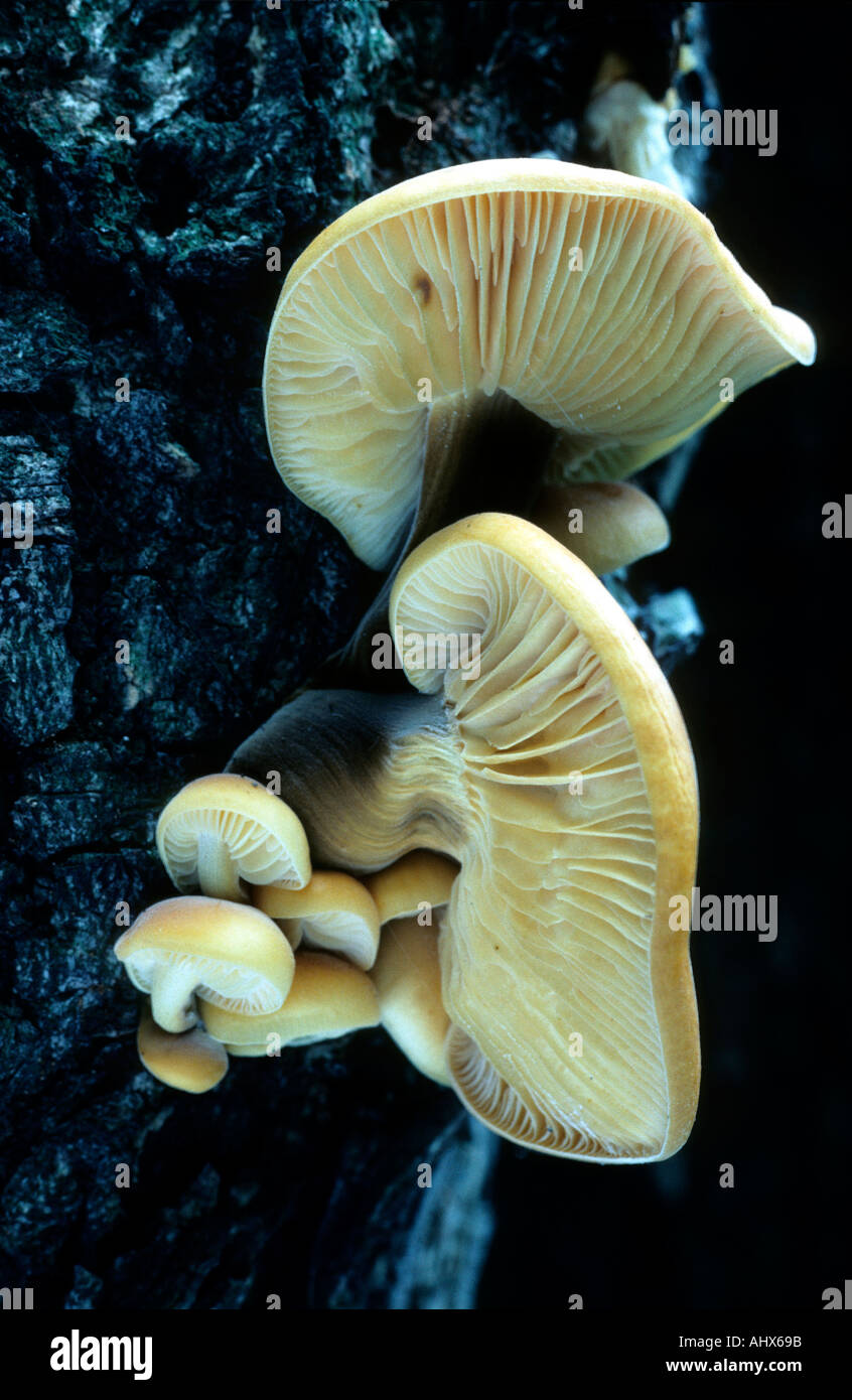 Tree parasite hi-res stock photography and images - Alamy