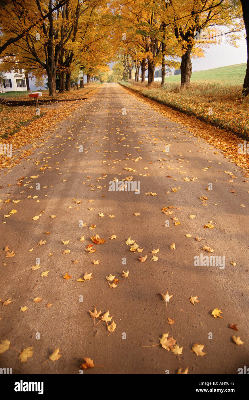 Autumn country road scattered with leaves Stock Photo - Alamy