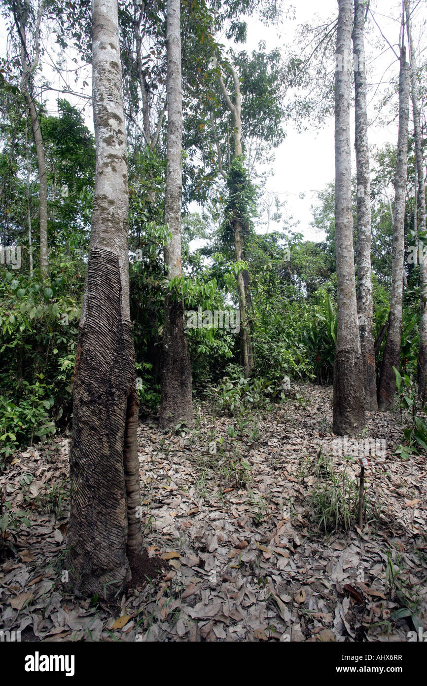 Rubber trees hi-res stock photography and images - Alamy