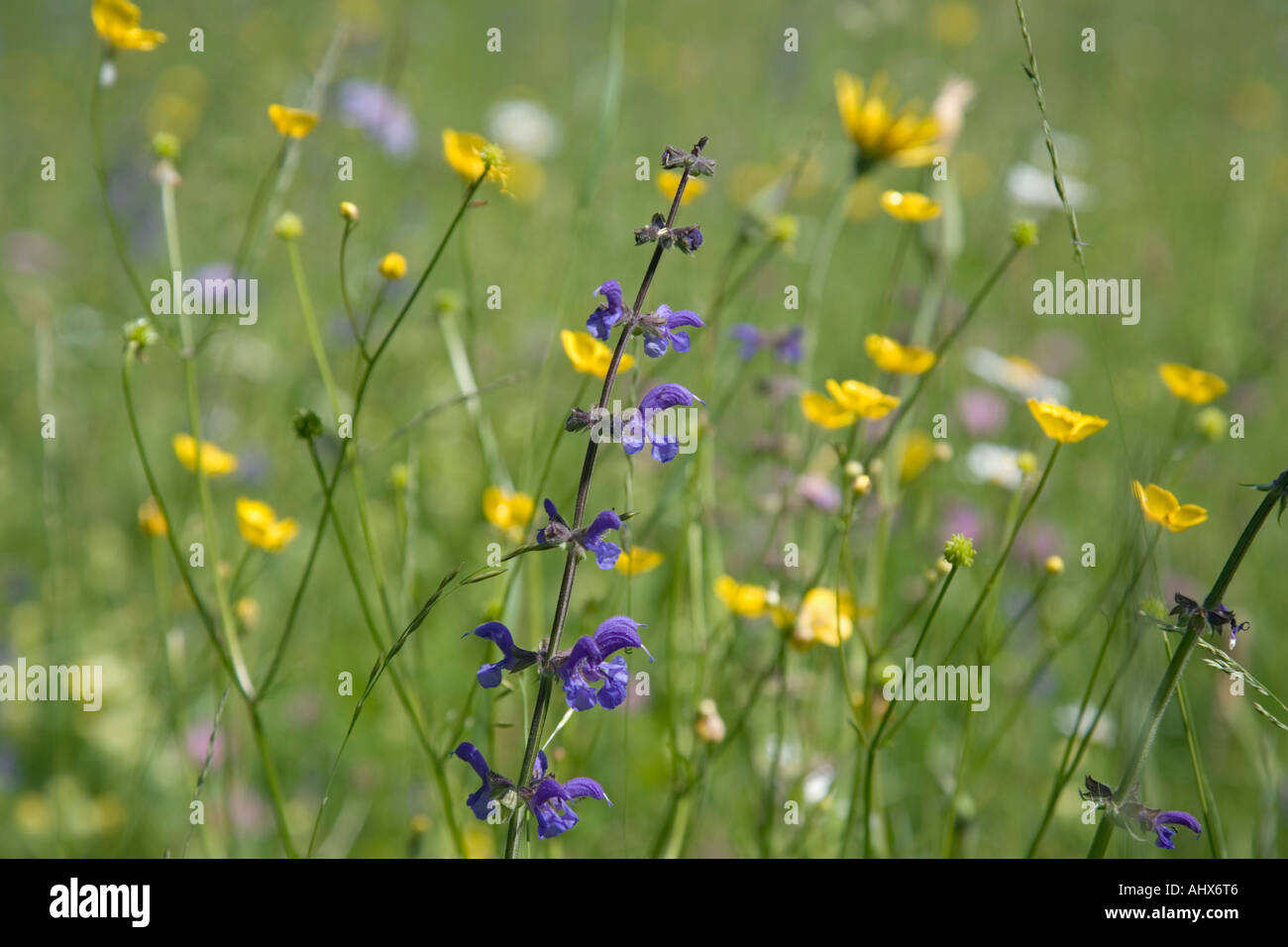 Alpine hay meadow with wild flowers in summer Stock Photo - Alamy
