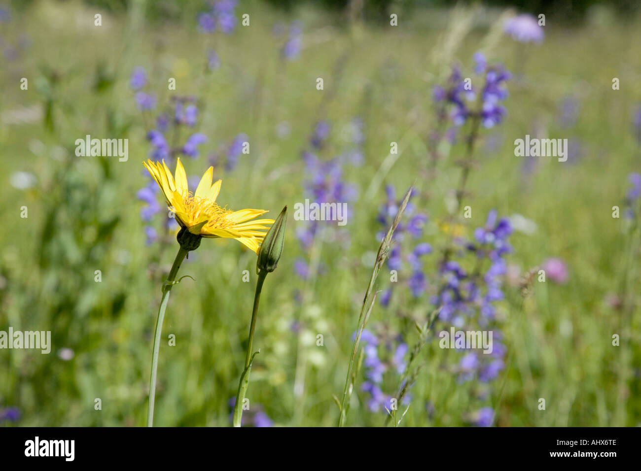 Slovenian alpine flower hi-res stock photography and images - Alamy