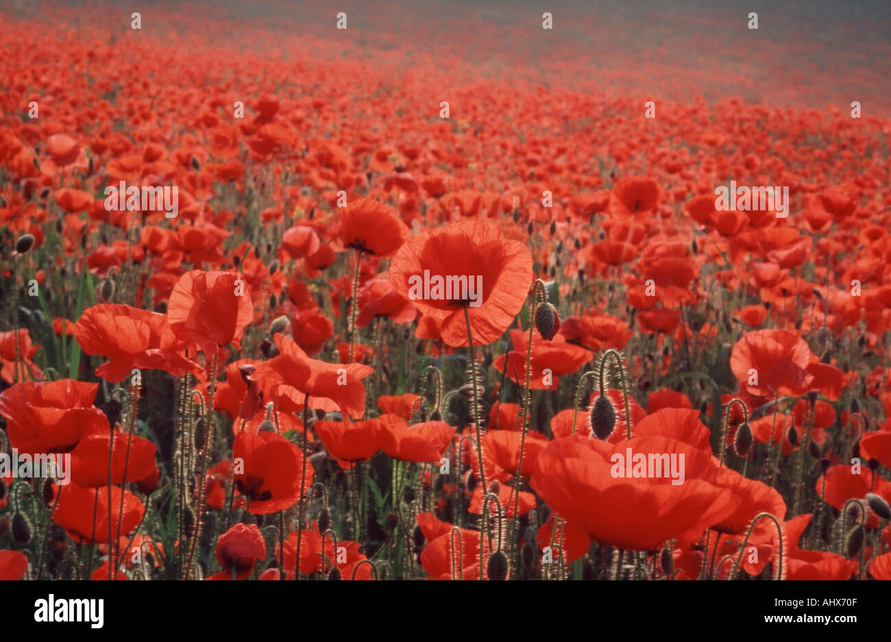 Field of Common Poppies UK Stock Photo - Alamy