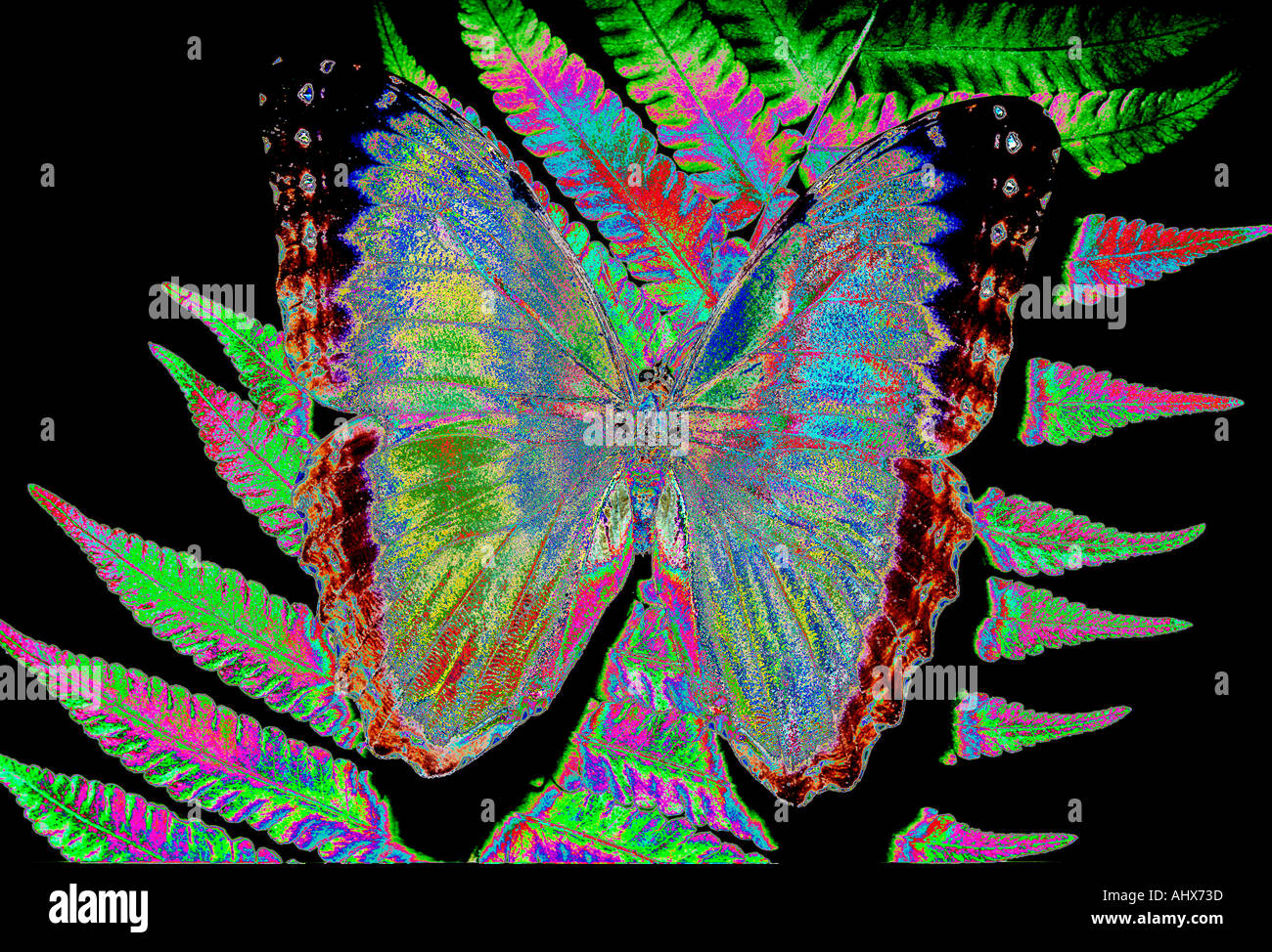 Butterfly butterflies hi-res stock photography and images - Alamy