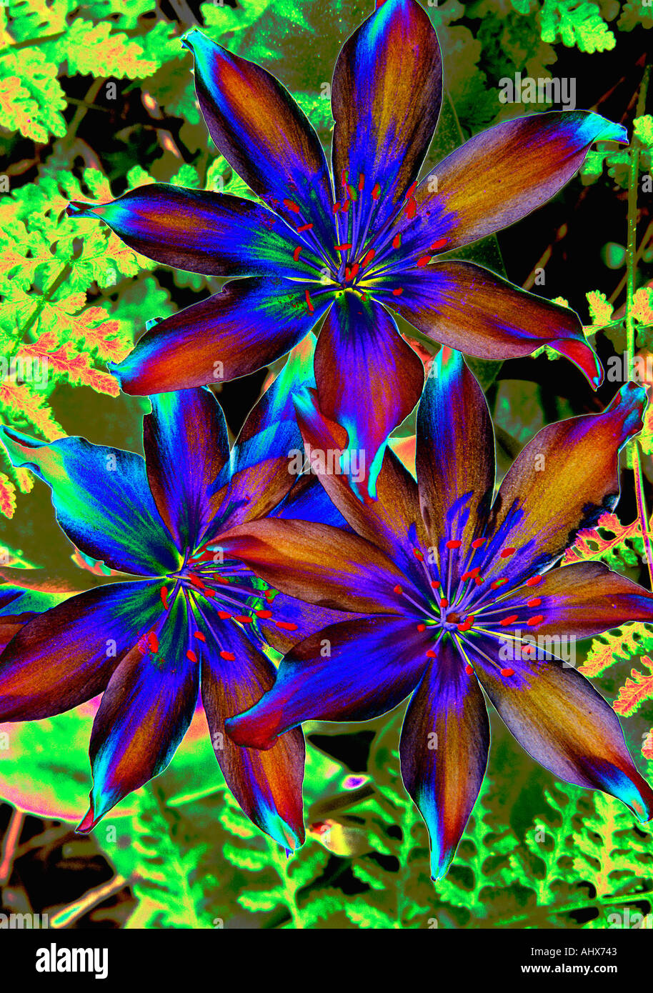 Lewisia flower, Digitally manipulated Stock Photo - Alamy