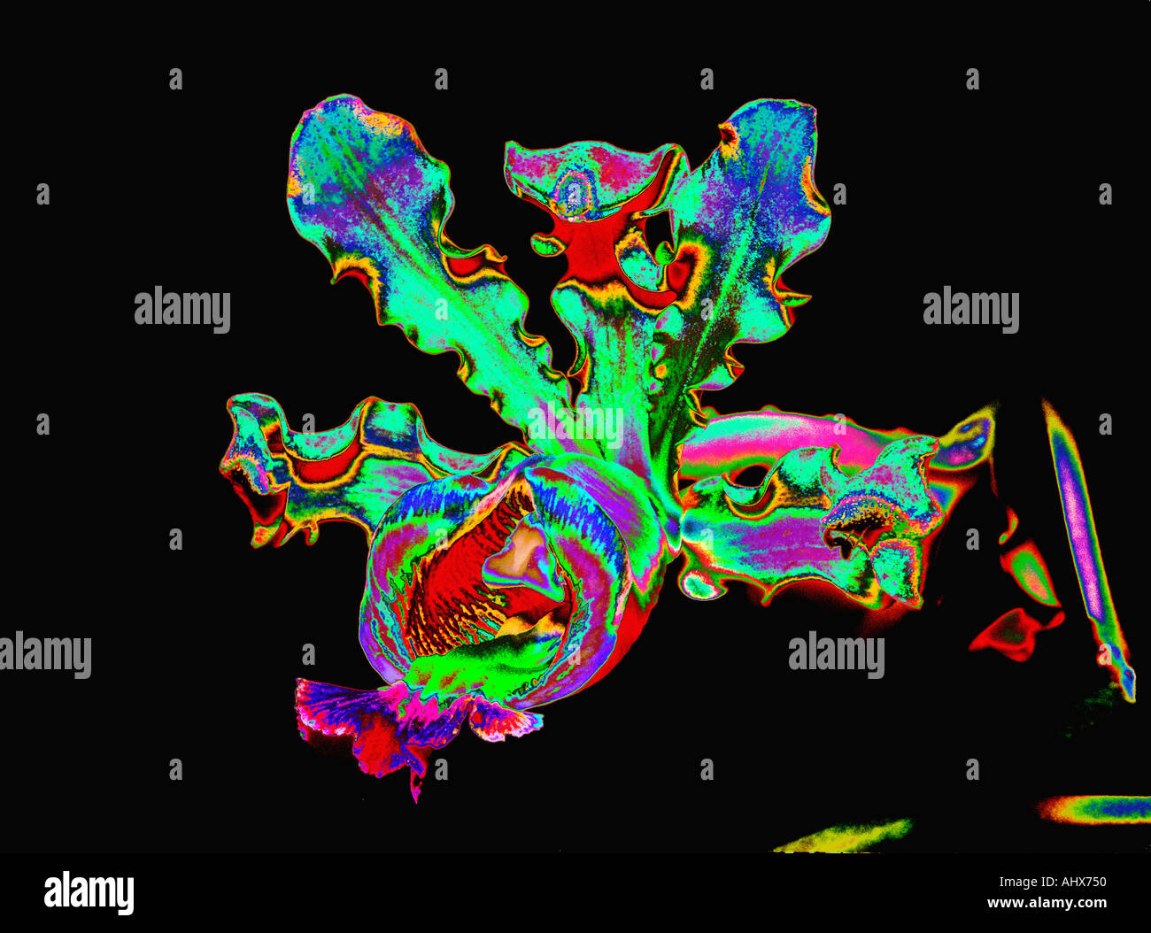 Color solarization hi-res stock photography and images - Alamy