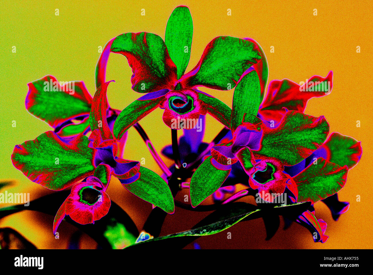 Digital creation hi-res stock photography and images - Alamy