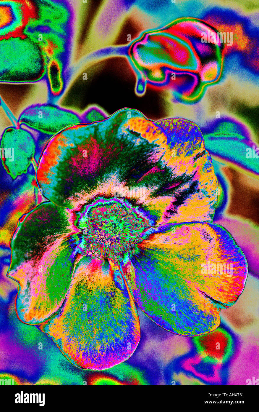 Flowers Digitally manipulated Stock Photo - Alamy