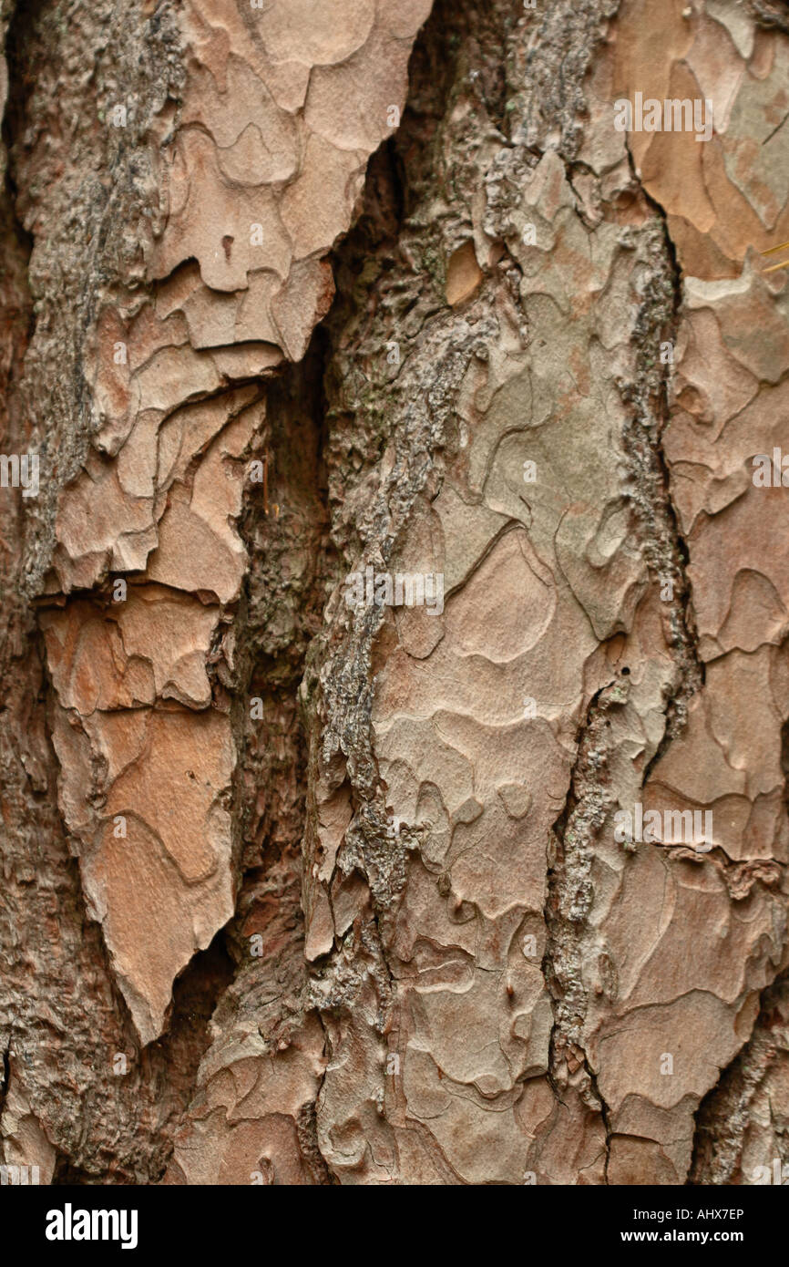 Pinus sylvestris Scots Pine tree trunk bark Stock Photo - Alamy