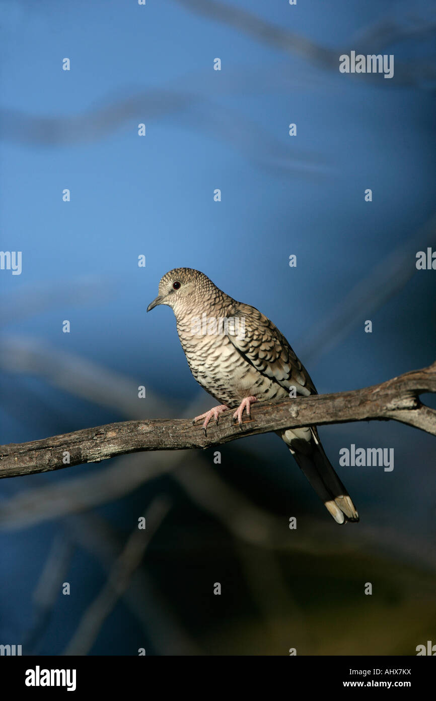 Scaled Dove High Resolution Stock Photography and Images - Alamy