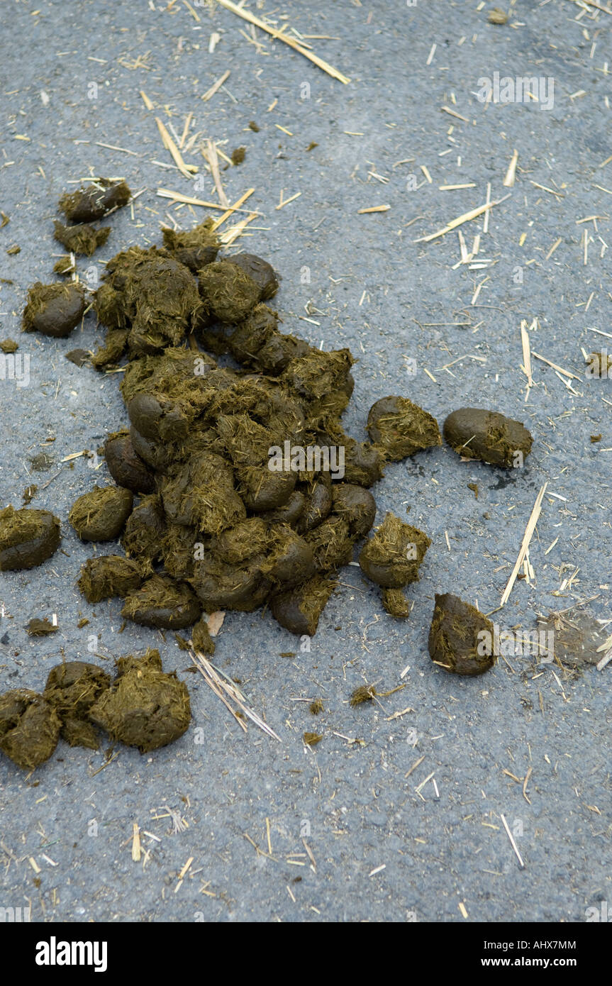 Animal Droppings High Resolution Stock Photography and Images - Alamy