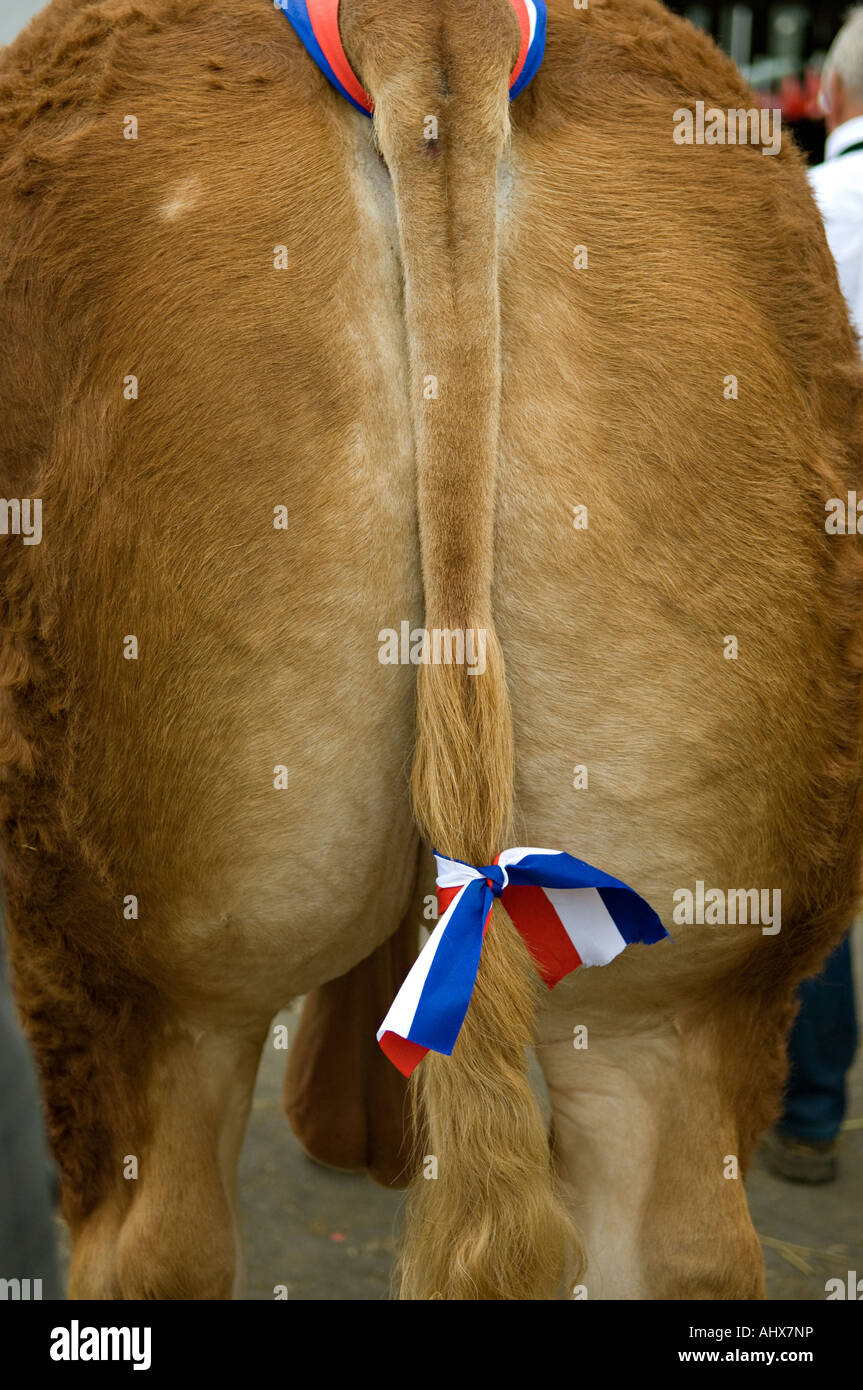 A decorated tail of bull at an agriculture show in France Stock Photo ...