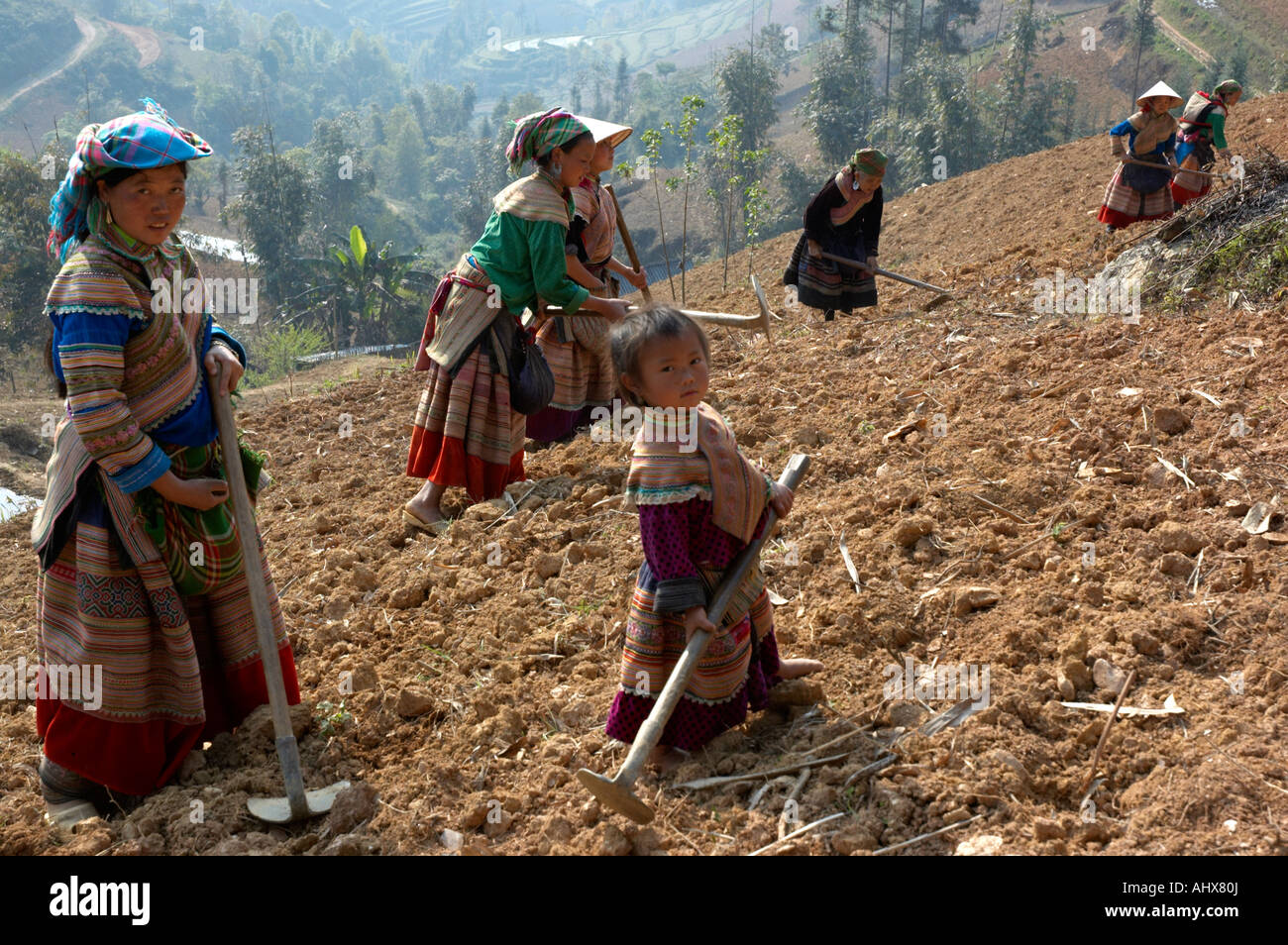 Women From The Flower Hmong Hill Trlbe Working in the Fields, Bac Ha ...