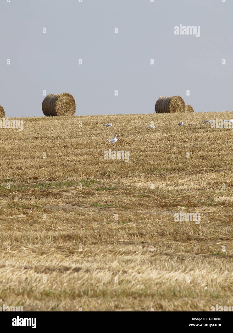 Round bails in a field hi-res stock photography and images - Alamy