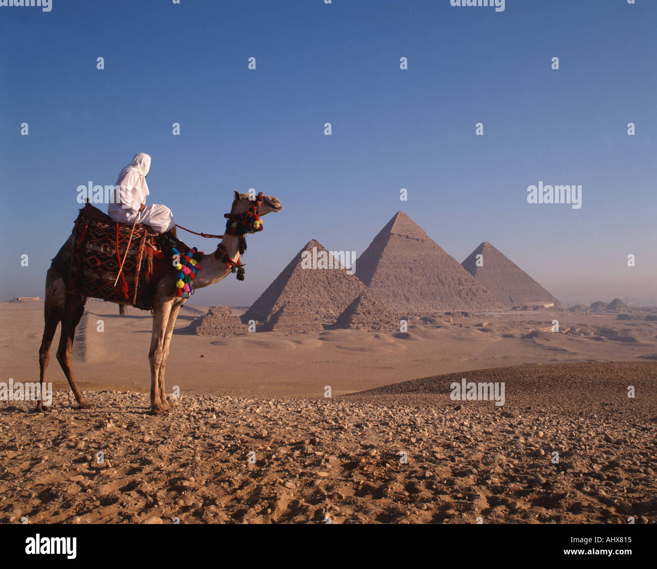 Pyramids and Camel, Giza, Egypt Stock Photo - Alamy