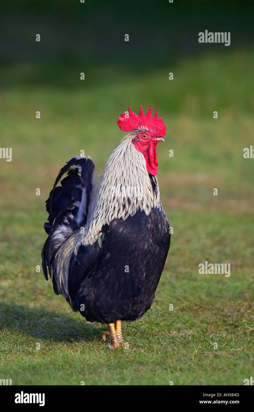 Cockeral hi-res stock photography and images - Alamy