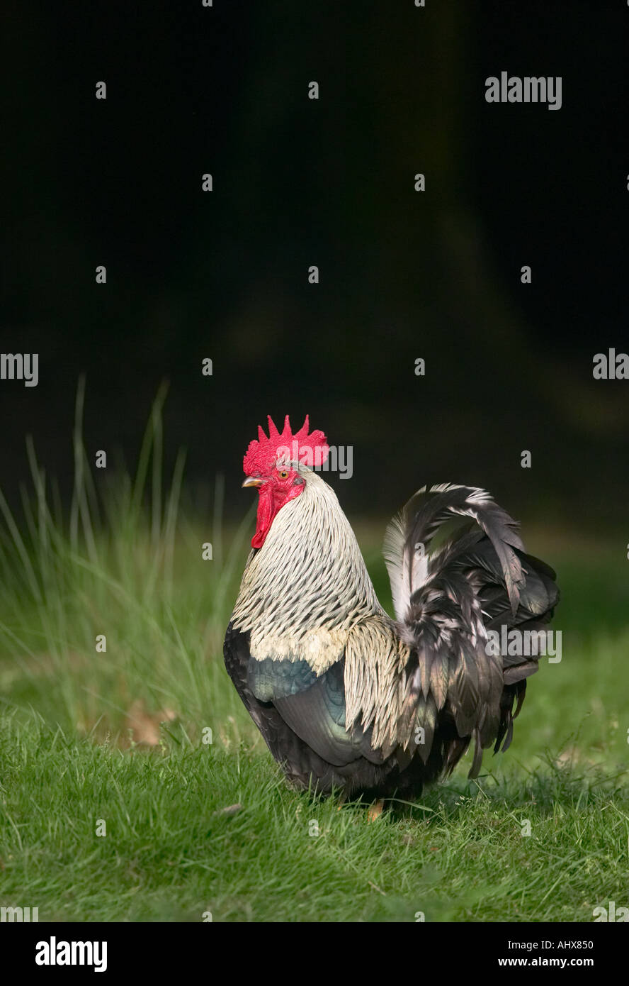 Cockeral hi-res stock photography and images - Alamy