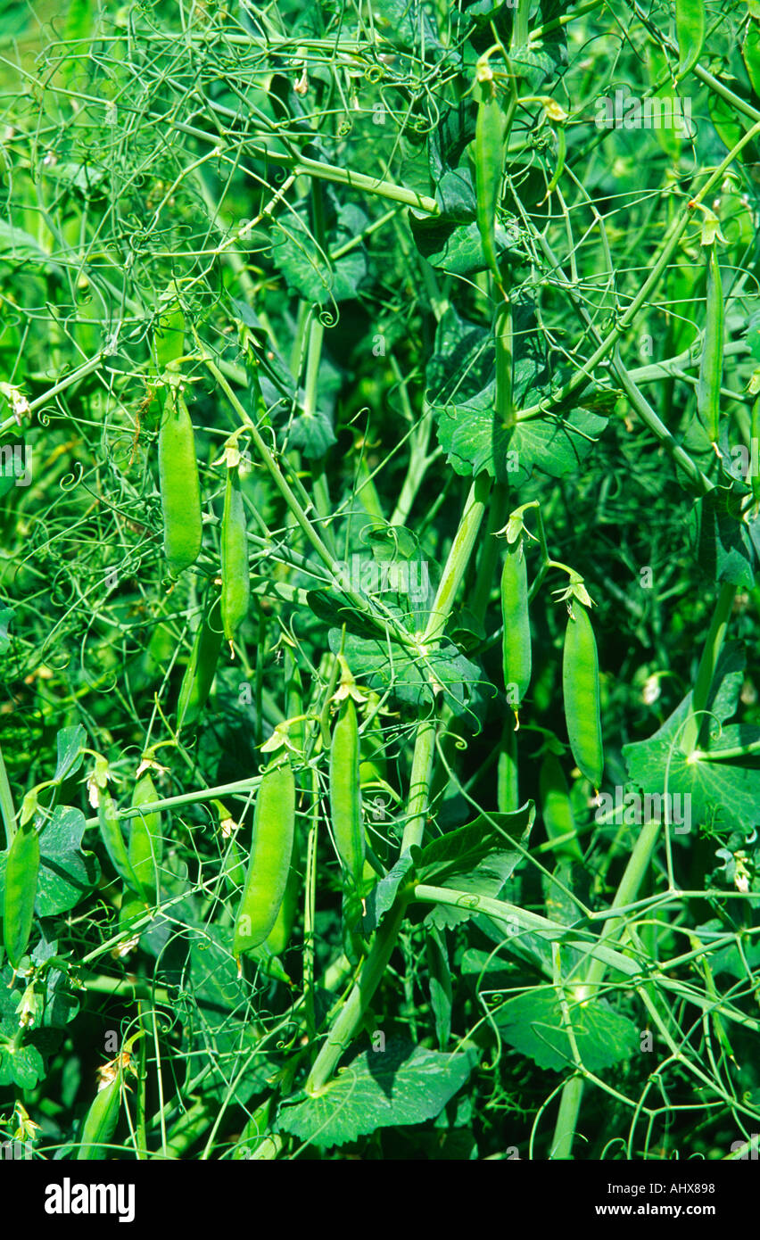 Pea crop Warwickshire England Stock Photo - Alamy