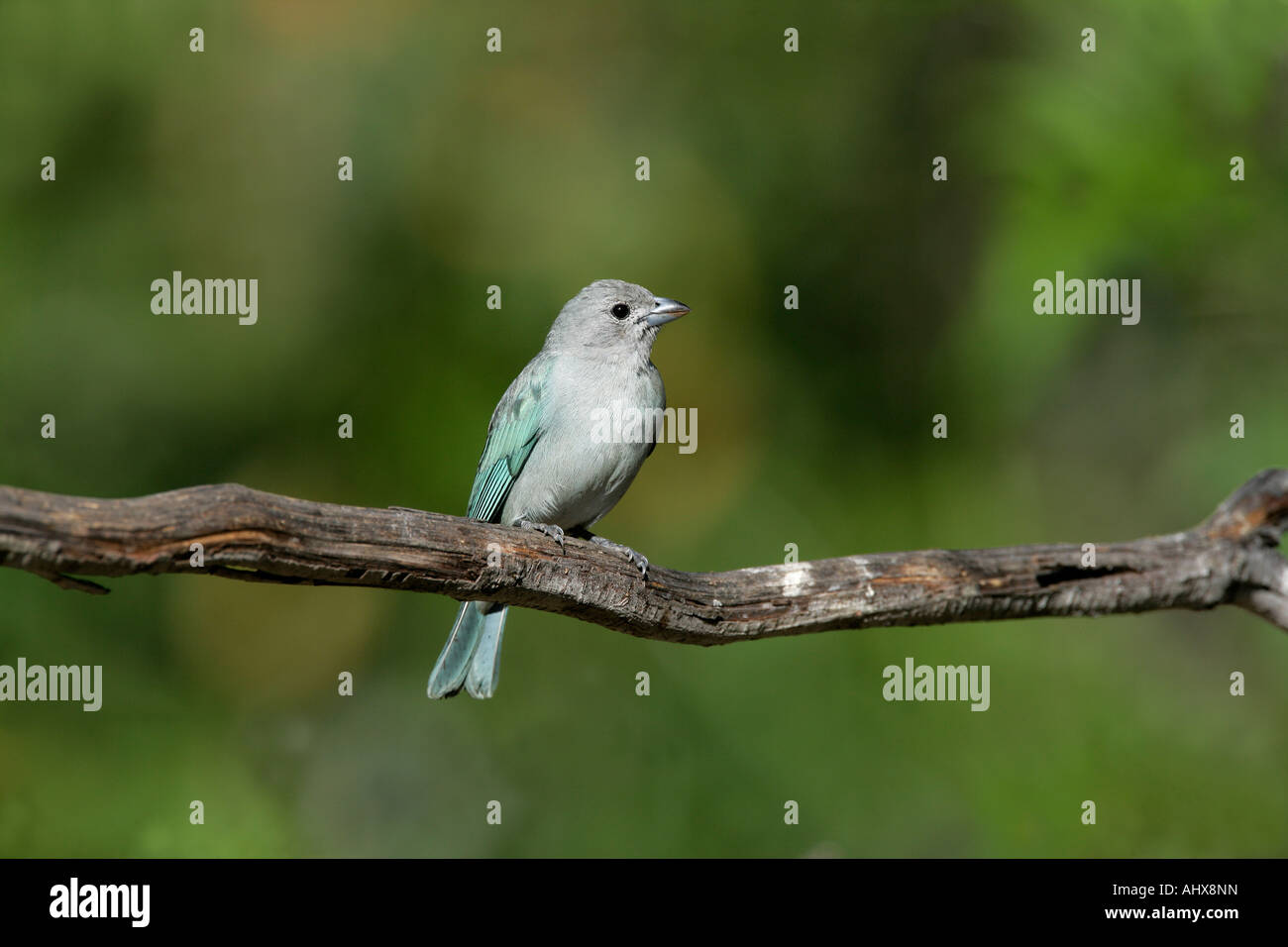 Sayaca tanager Thraupis sayaca Brazil Stock Photo - Alamy