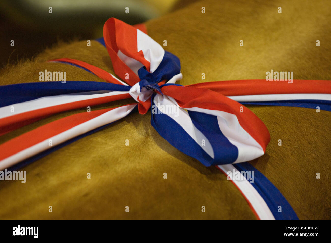 Color of french tricolor hi-res stock photography and images - Alamy