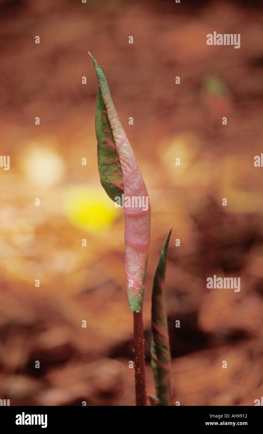 Mercer botanical gardens hi-res stock photography and images - Alamy