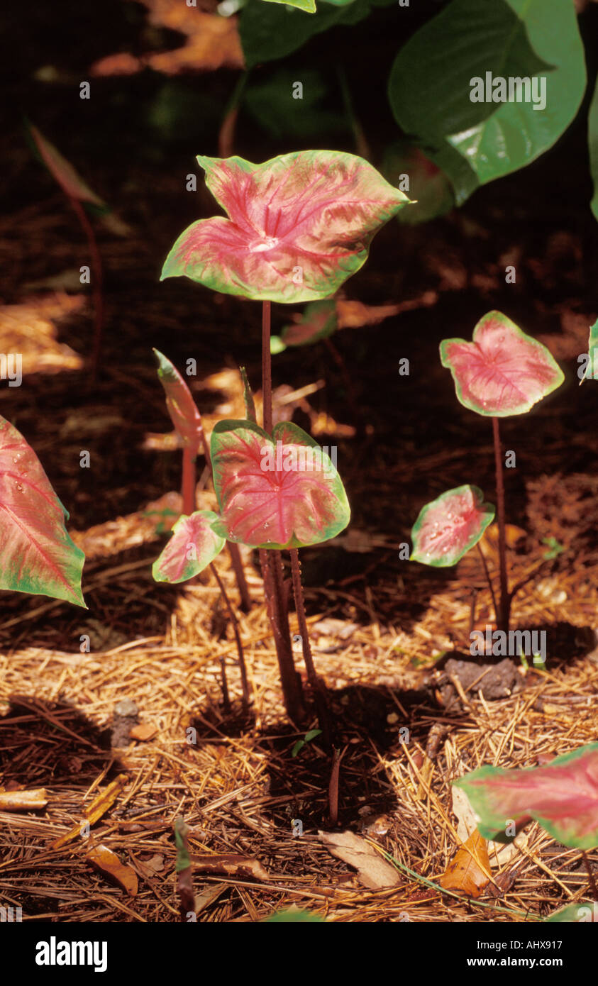 Mercer botanical gardens hi-res stock photography and images - Alamy