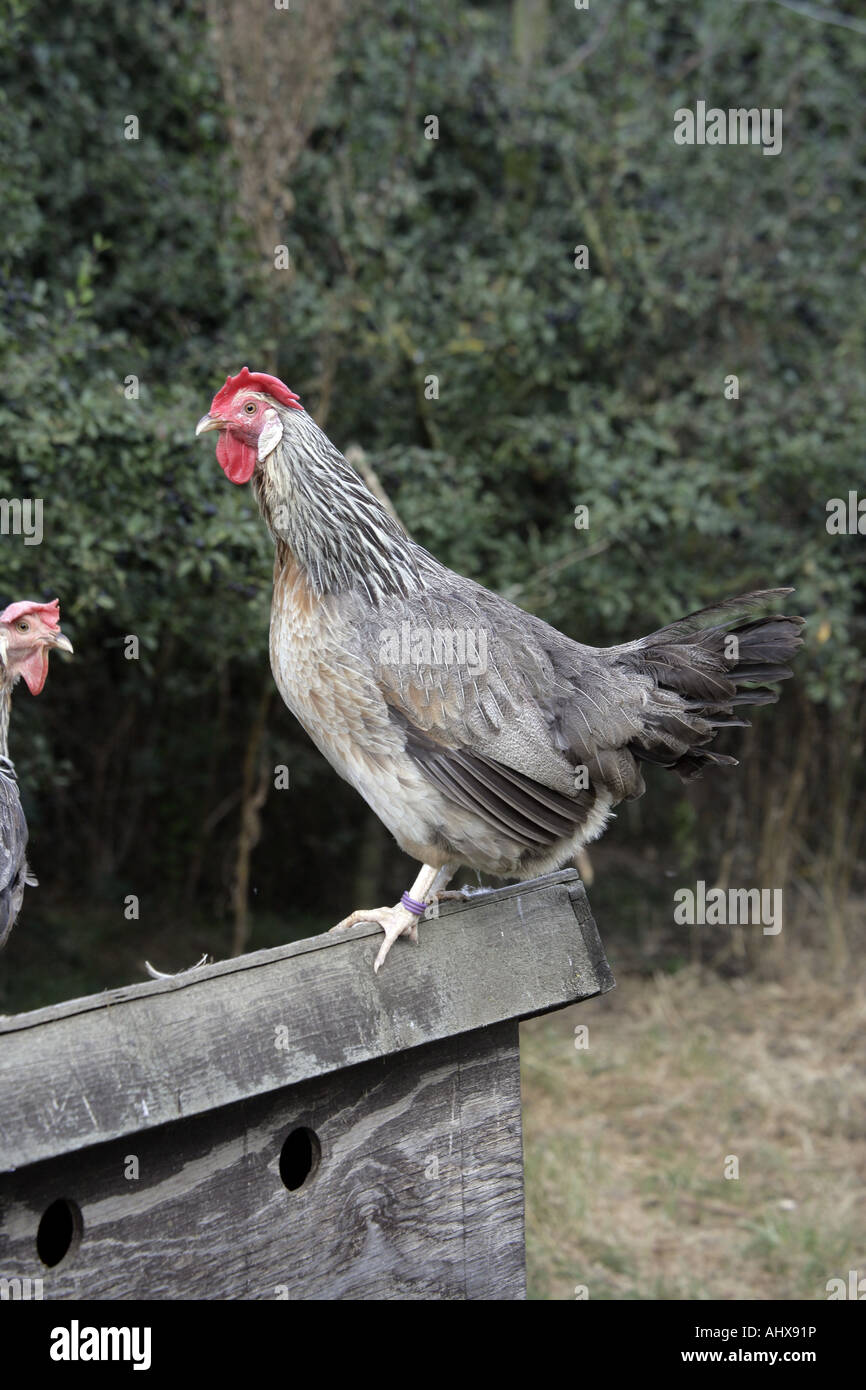 Silver duckwing hi-res stock photography and images - Alamy