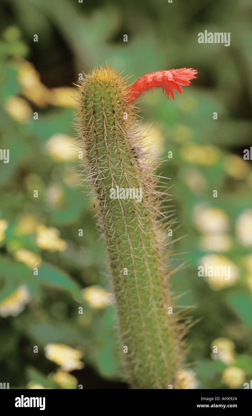 Mercer botanical gardens hi-res stock photography and images - Alamy