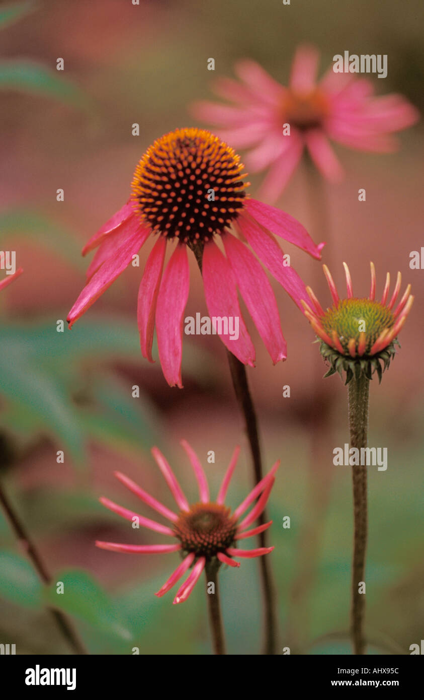 Mercer botanical gardens hi-res stock photography and images - Alamy