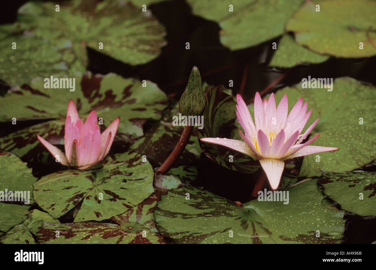 Mercer botanical gardens hi-res stock photography and images - Alamy