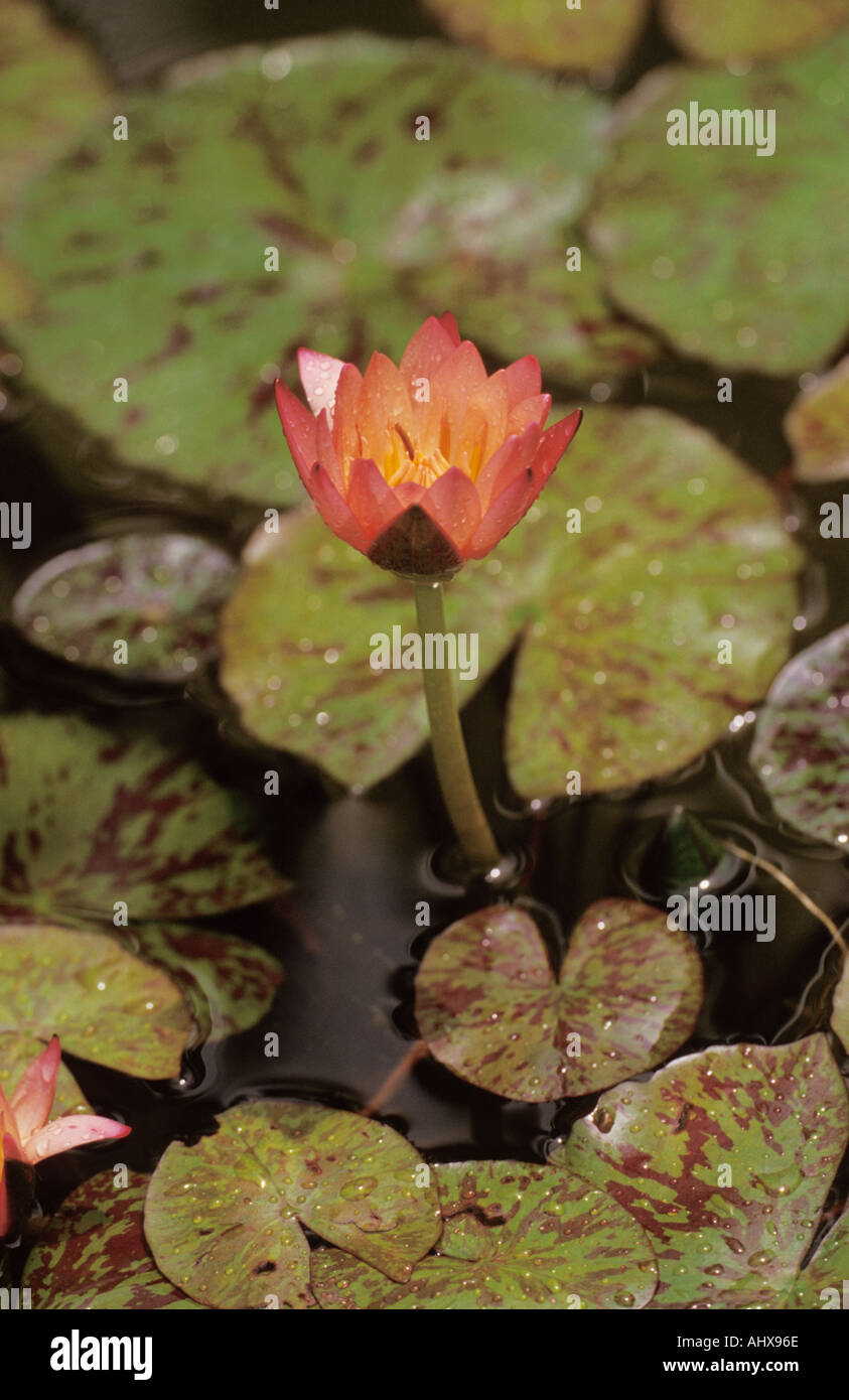Mercer Botanical Gardens High Resolution Stock Photography and Images ...