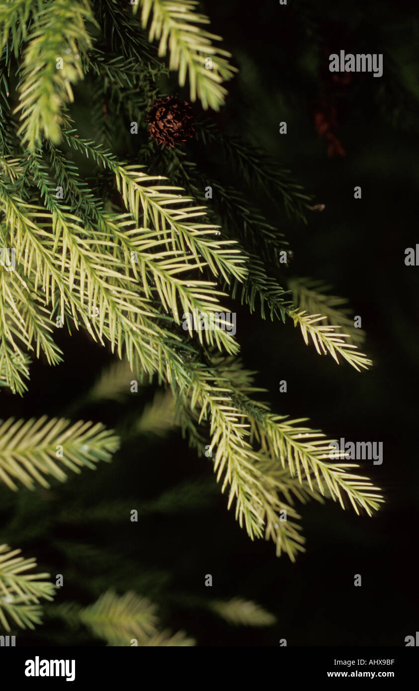 Mercer botanical gardens hi-res stock photography and images - Alamy