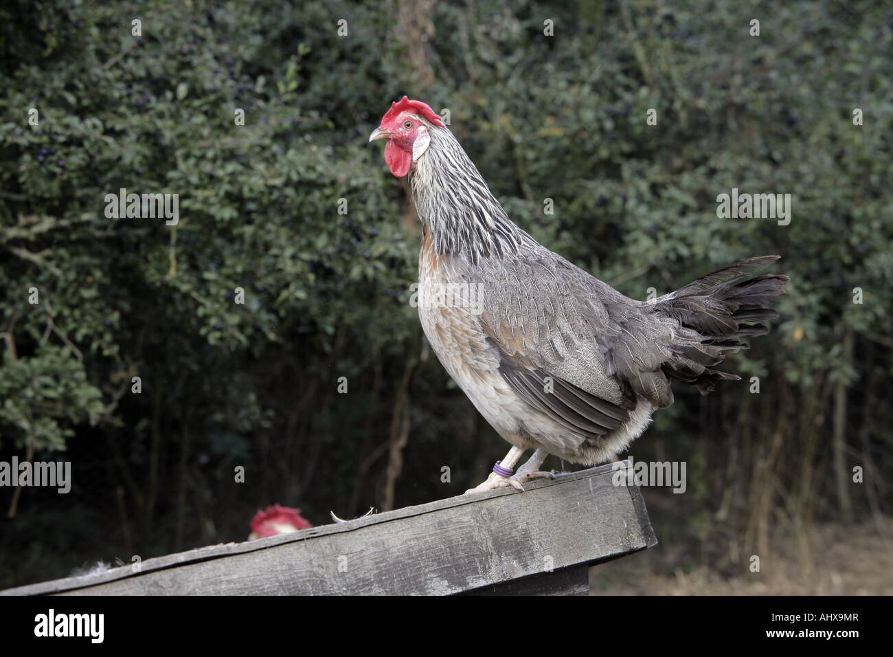 Silver duckwing leghorn Domestic breed of fowl Warwickshire Stock Photo ...