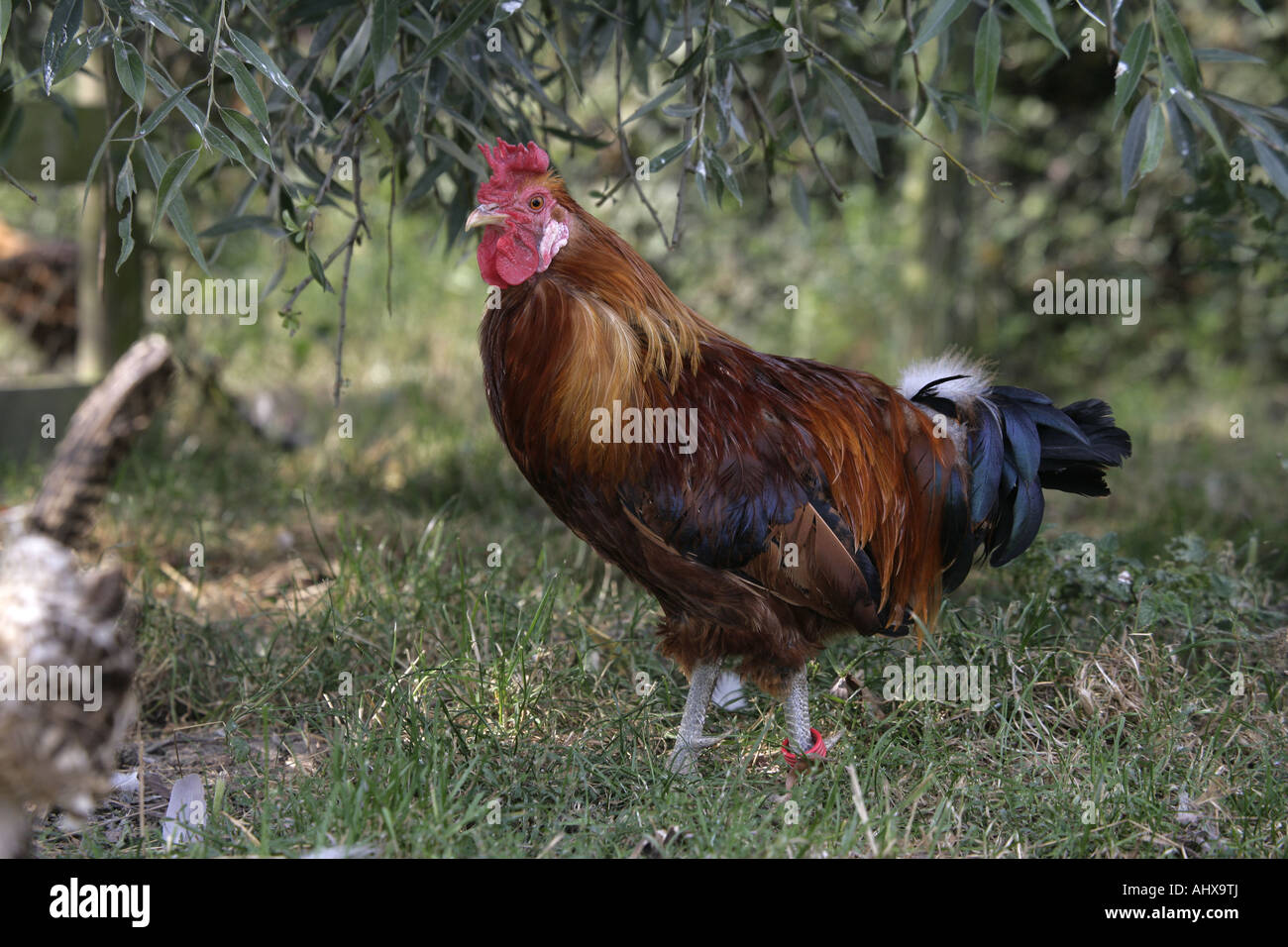 Sicilian buttercup Domestic breed of fowl Warwickshire Stock Photo - Alamy