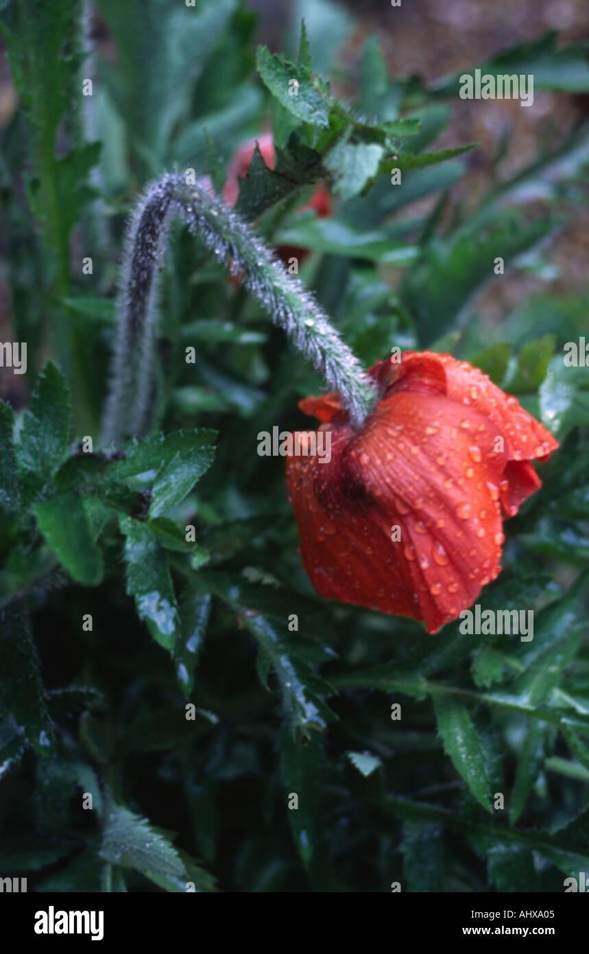 Close up of red poppy flower drooping in dew Stock Photo - Alamy
