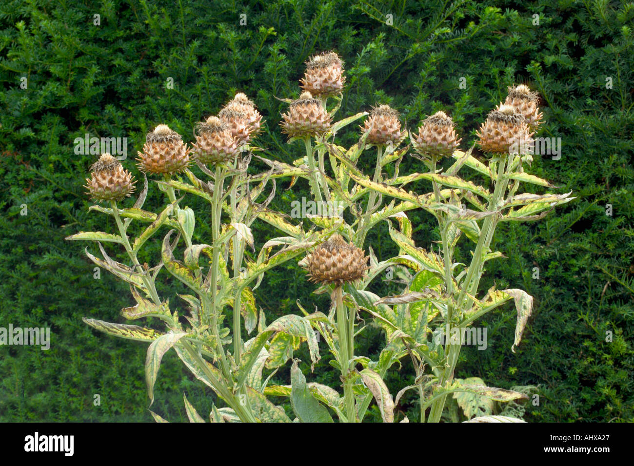 Seedheads hi-res stock photography and images - Alamy