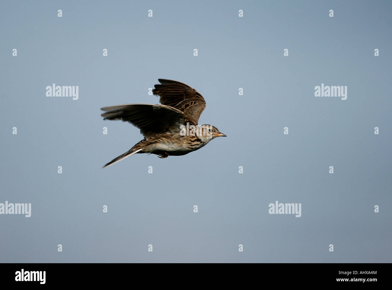 Skylark flying hi-res stock photography and images - Alamy