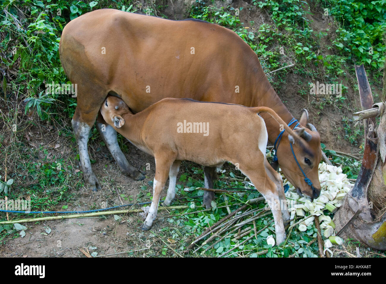 Baby cow feeding hi-res stock photography and images - Alamy