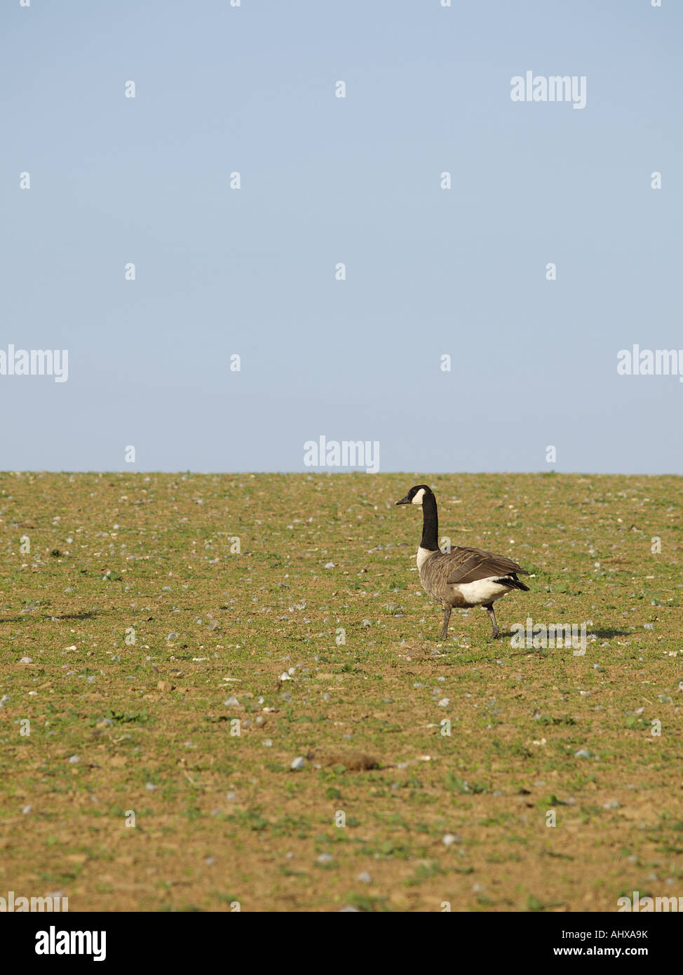 Canada goose canadensis standing field hi-res stock photography and ...