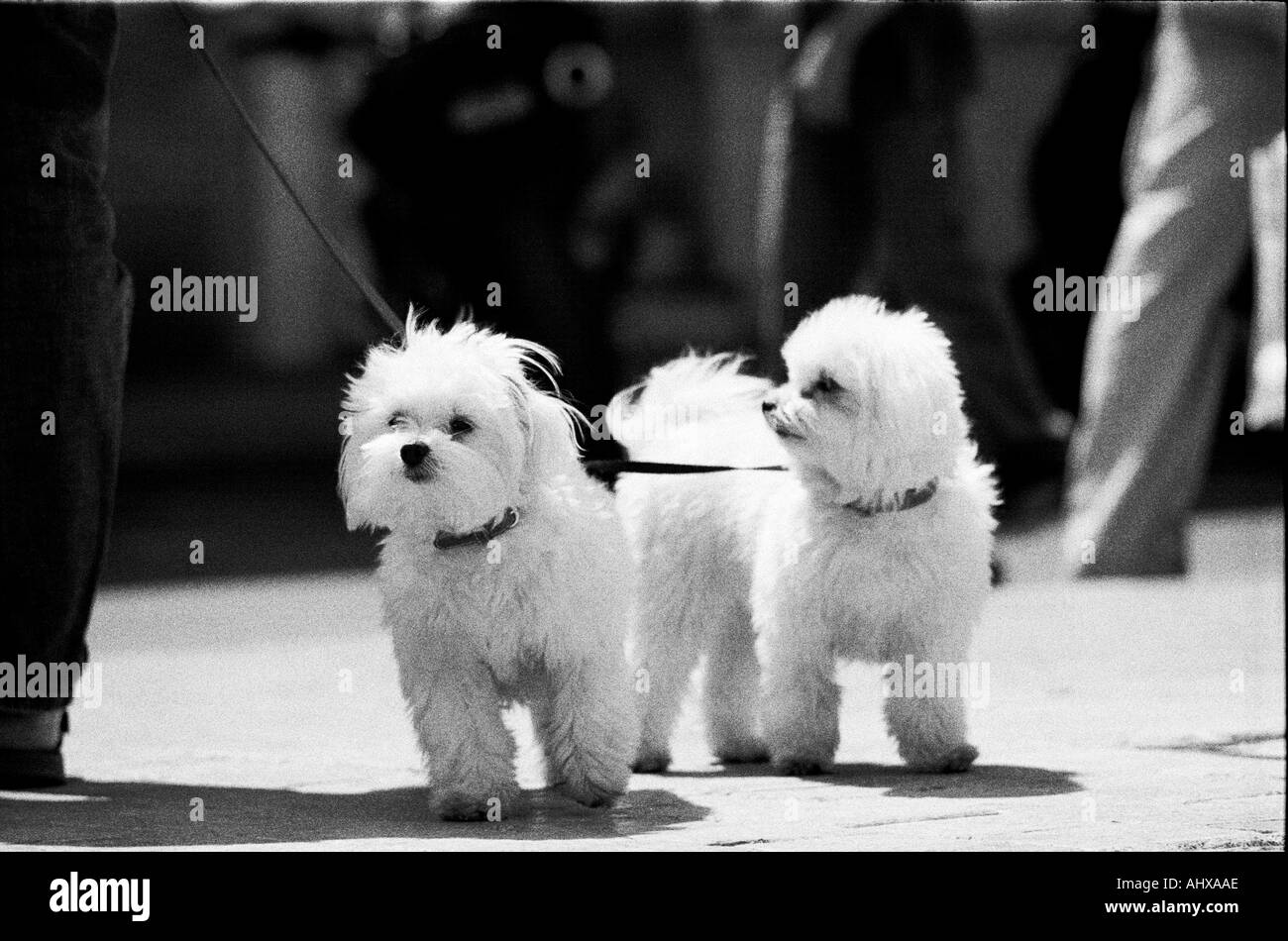 Two Fluffy white dogs at St Tropez in France Stock Photo - Alamy