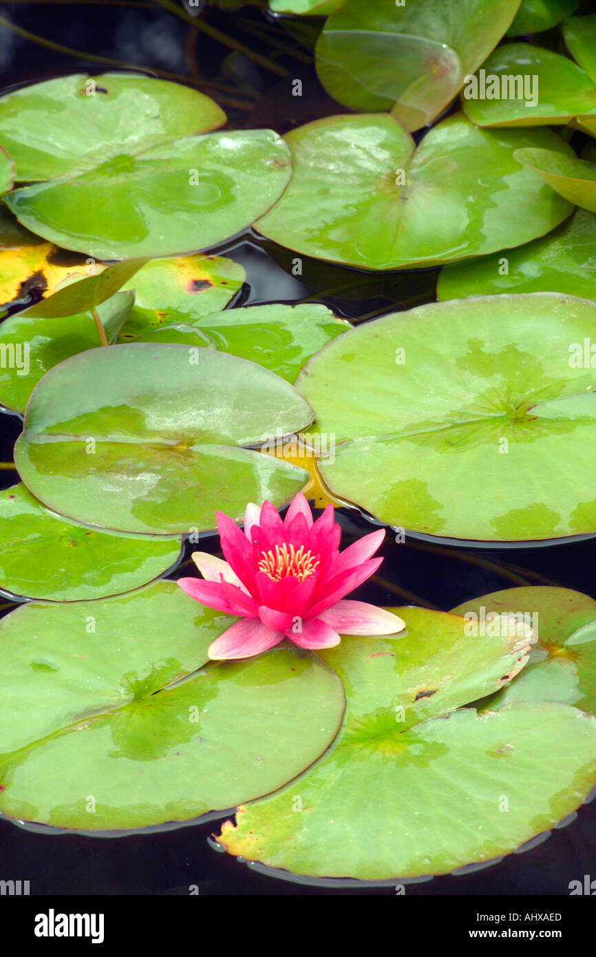 Water lilies cultivation hi-res stock photography and images - Alamy