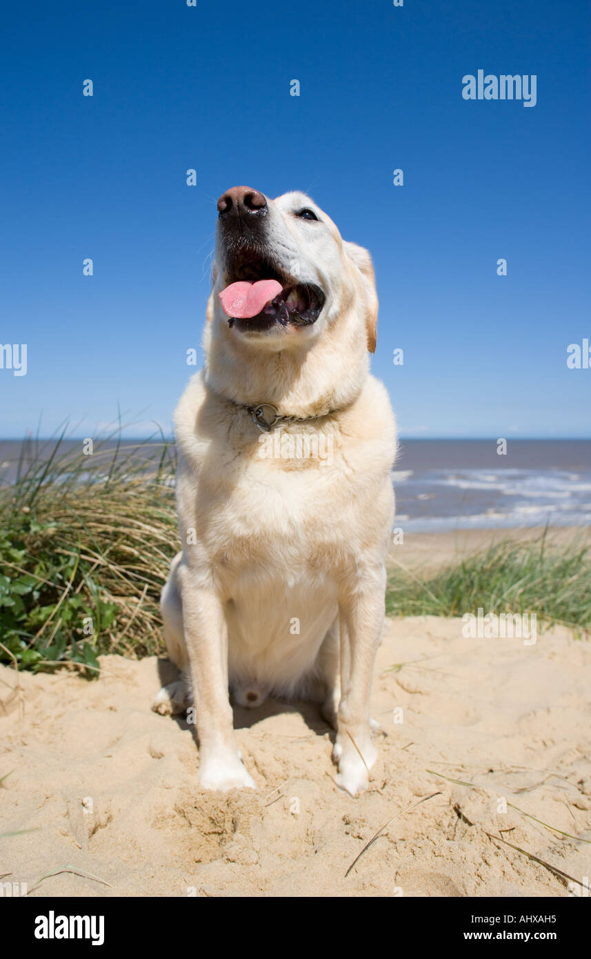 Golden Retriever on Sand Dunes Stock Photo - Alamy