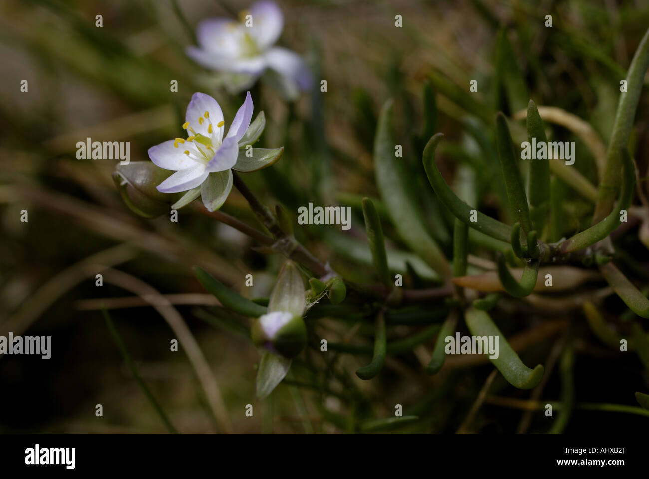 Greater sea spurrey Stock Photo - Alamy