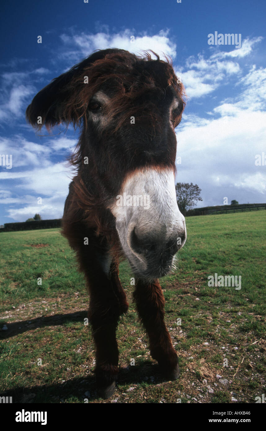 Donkey pics hi-res stock photography and images - Alamy