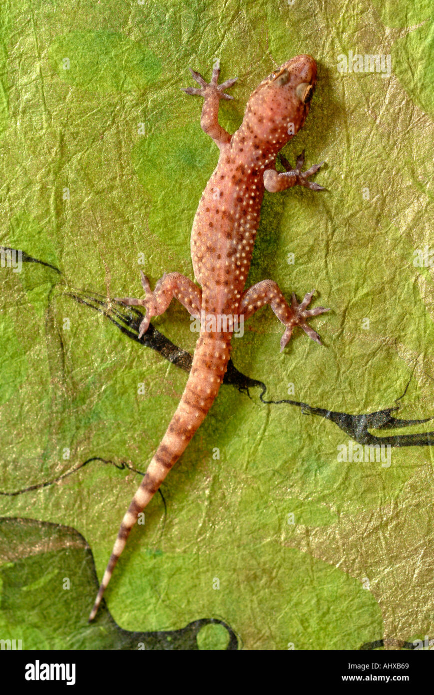 Marbled gecko hi-res stock photography and images - Alamy